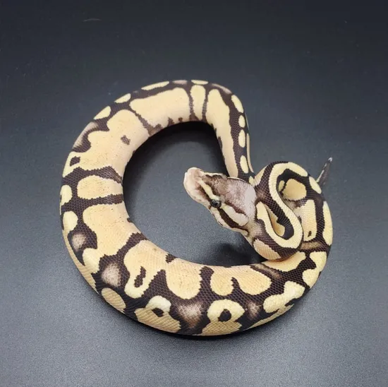 Super OD Firefly Ball Python by Maltese Morphs