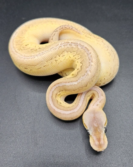 Black Pastel Super Pastel Kingpin Ball Python by Maltese Morphs