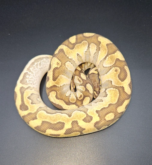 Lesser Leopard Enchi Het Clown Poss Het Pied Ball Python by Maltese Morphs