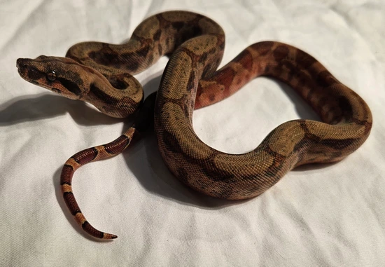 Corn Island X Hog Island Sunset Boa Constrictor by E.ophidians