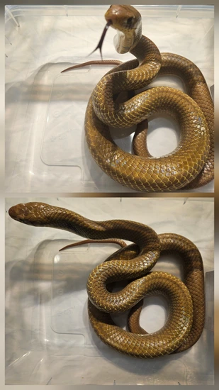 Unicolor Cribo Pair Cribo & Indigo Snakes by E.ophidians