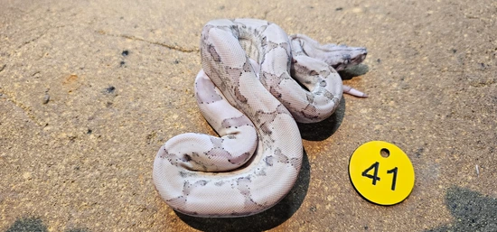 Ghost Het Moonglow Boa Constrictor by NV Reptiles