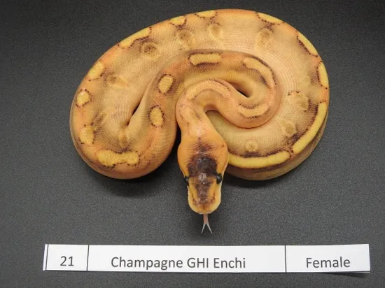 Champagne GHI Enchi Ball Python by E & S Royals