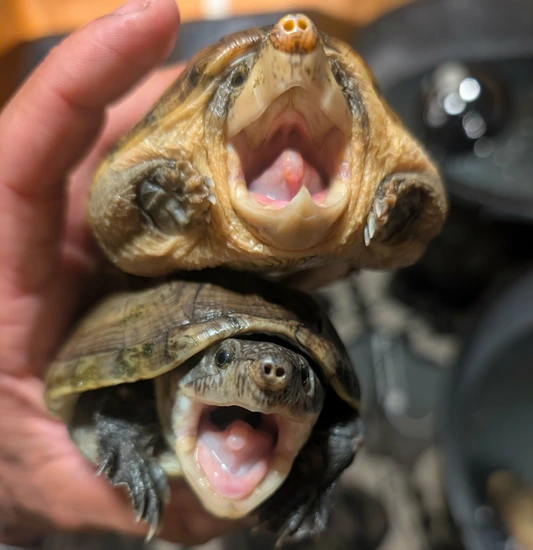 1 Male Pacific Coast Musk Turtle (Staurotypus Salvinii) Mud & Musk ...