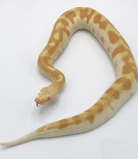 T-Negative Blood Python by East Bay Vivarium