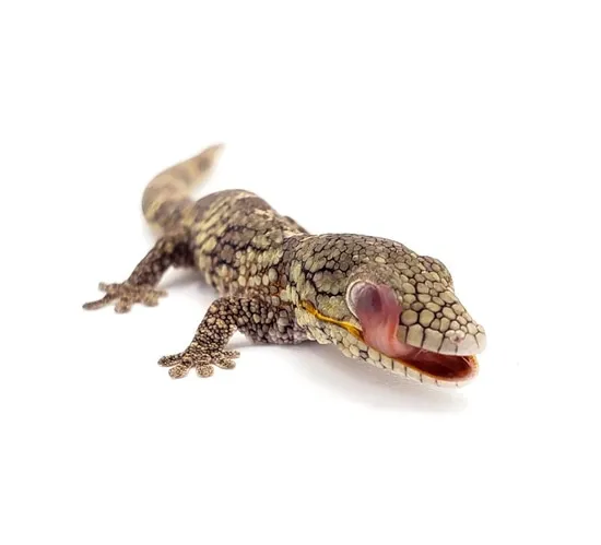 Bauer's Chameleon Gecko - Eurydactylodes Agricolae by East Bay Vivarium
