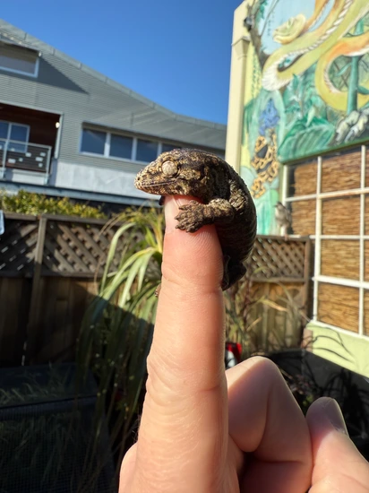 Moro Island Leachie Leachianus Gecko by East Bay Vivarium