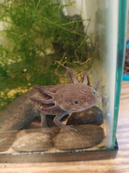 Hazel (Includes Cycled Sponge Filter + 4 Aquatic Plants) Axolotl by ...