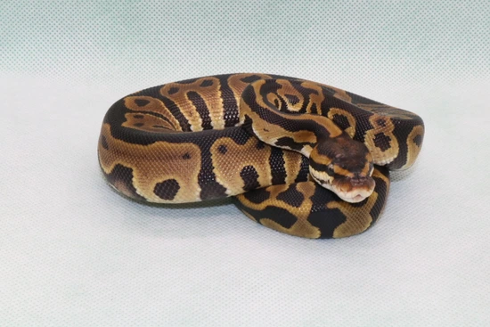 Leopard DH Paint Clown Ball Python by Ebony & Ivory Reptiles