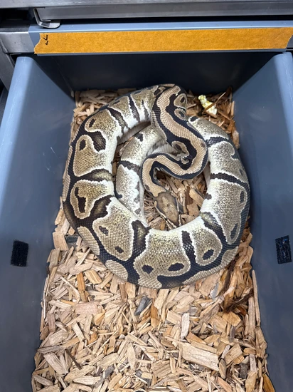 Vanilla TH DG Hypo Clown Ball Python by Ebony & Ivory Reptiles
