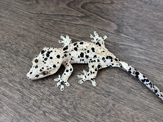 Pale Base Ink Spot Super Dalmatian Crested Gecko by Mercury Geckos