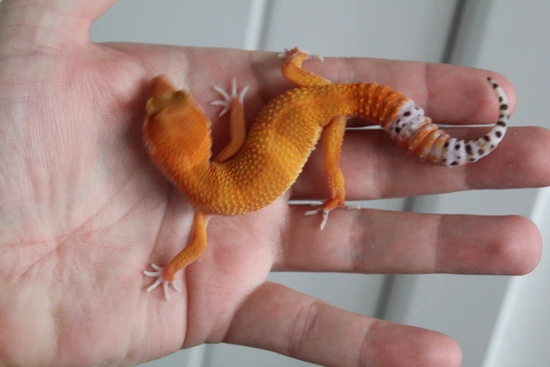 Inferno X Mandarin Tangerine Leopard Gecko by Ecogeckos