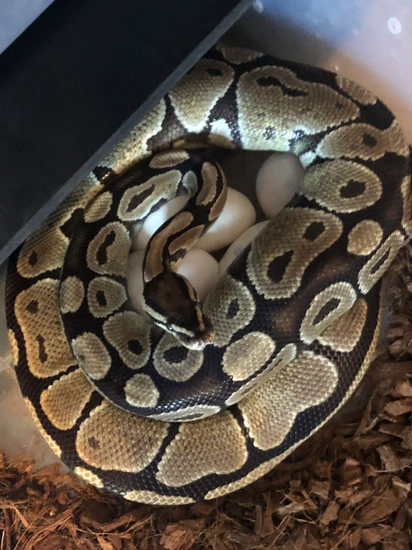 Normal Ball Python by EcoReptiles