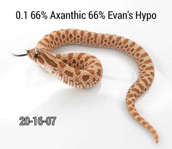 Chill 66% PH Axanthic 66% PH Evans Hypo Western Hognose by Ectotherm Empire
