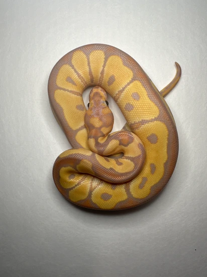 Banana Clown Pos. Het. Lavender Ball Python by Ectothermic Embrace Reptiles