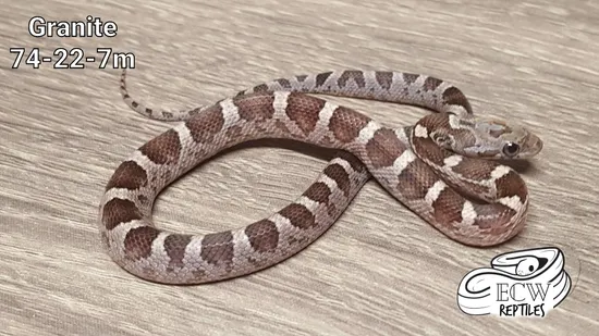 Granite Corn Snake by ECW Reptiles