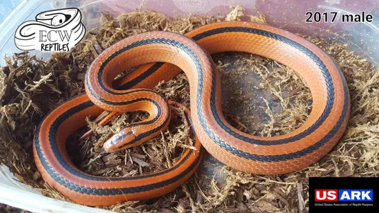 Group Coxi Bamboo Rat Snake by ECW Reptiles