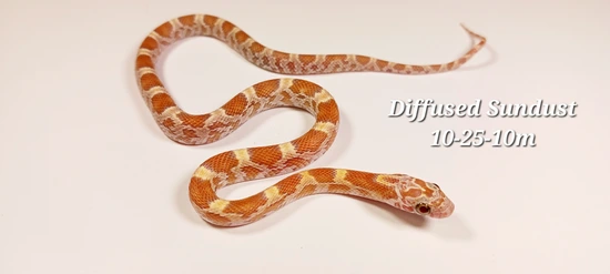 Diffused Sundust Corn Snake by ECW Reptiles