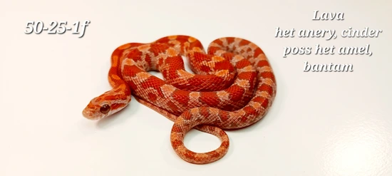 Lava Corn Snake by ECW Reptiles