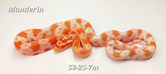 Mandarin Corn Snake by ECW Reptiles