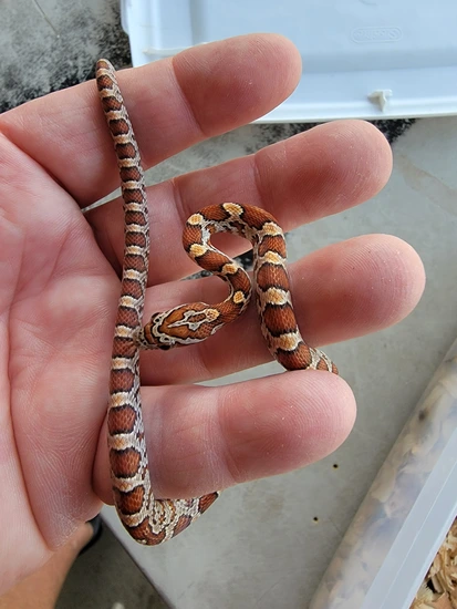 Miami Phase Corn Snake by Boas and Beyond