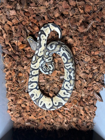 Fire/vanilla Enchi Ghost Ball Python by Eddie's Reptiles and Rodents