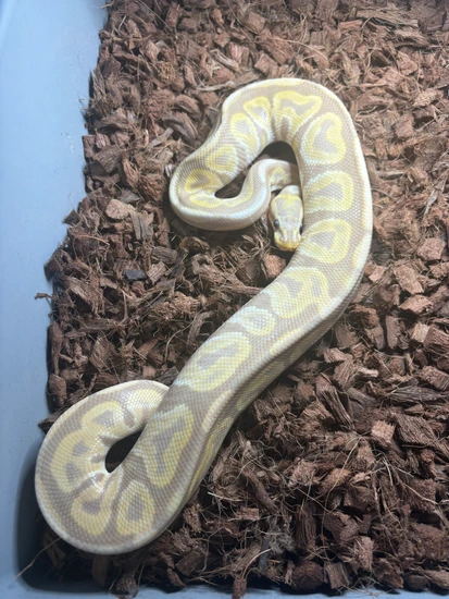 Mojave Candy Ball Python by Eddie's Reptiles and Rodents