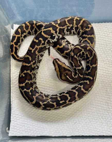 100% Het Albino Pos Het Pied Burmese Python by Blended Creations