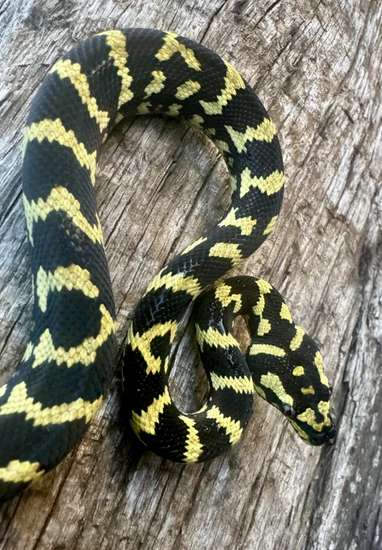 Mutton X VPI Jungle Carpet Python by Blended Creations