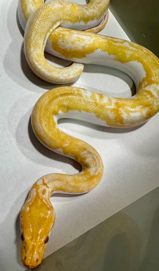 Albino Pied Burmese Python by Blended Creations