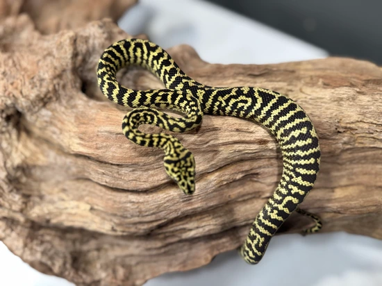 ZEBRA Mutton X VPI Jungle Carpet Python by Blended Creations