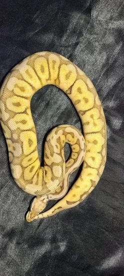 Black Widow Female Ball Python by Static Morphs llc.