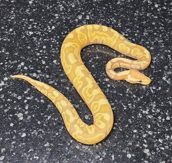 Ghi Coral Glow Ball Python by Static Morphs llc.