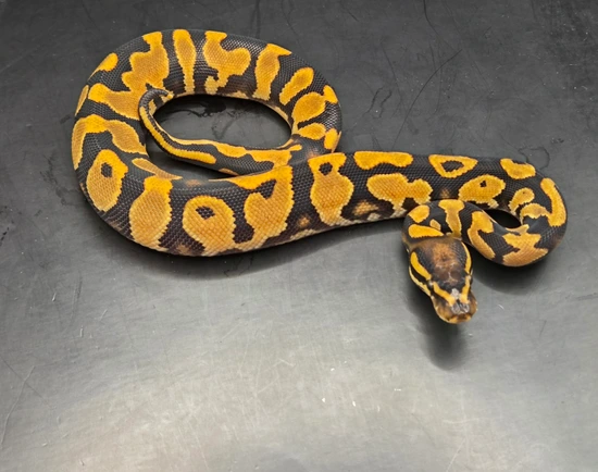 Orange Dream Chocolate Het Clown Ball Python by Static Morphs llc.