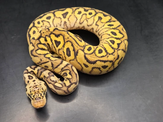 Stranger Special Spotnose Pastel Clown Dh Desert Ghost Monsoon Male ...