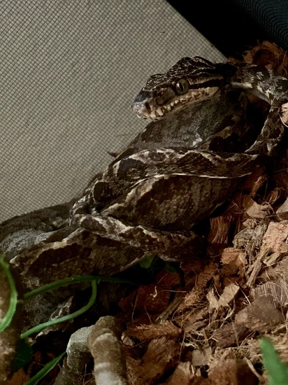 Grey Amazon Tree Boa by EG.reptilez