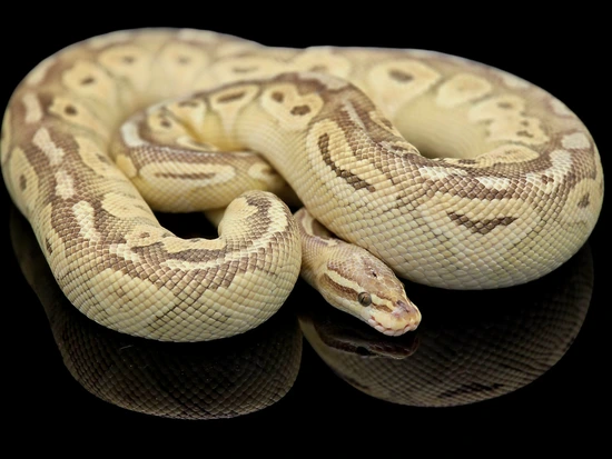 *RTB* Female Super Pastel Ball Python by Eht's Pets