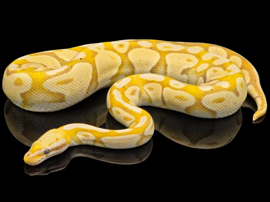 *RTB* Female Pastel Brite Coral Glow Ball Python by Eht's Pets