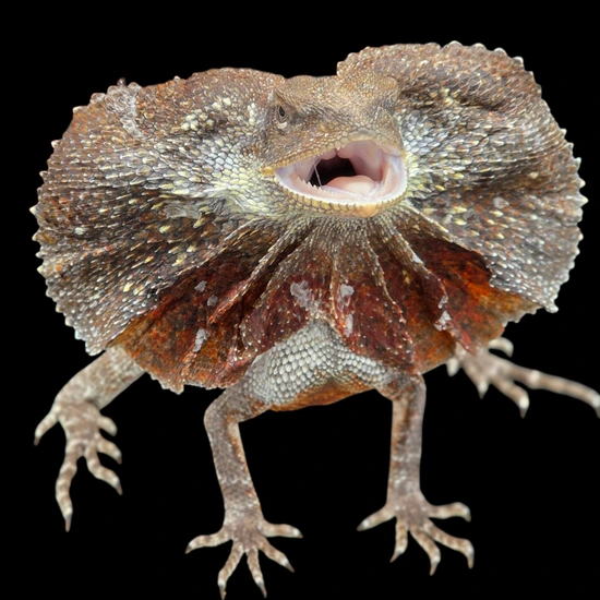 Pure Australian Frilled Dragon Frilled Lizard by Eht's Pets