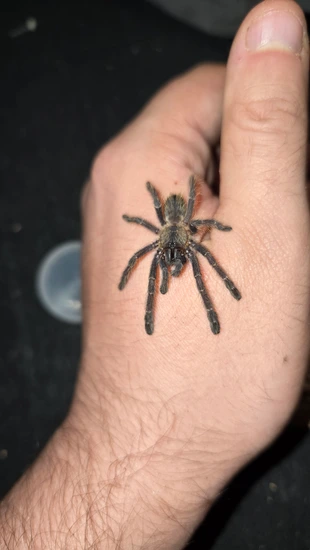 Ornithoctoninae Sp Phan Cay 'Red' (Purple Blaze Tree Spider) 2 ...