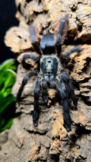 Tapinauchenius Plumipes (Purple Tree Spider) .5" Tarantula by Eight ...