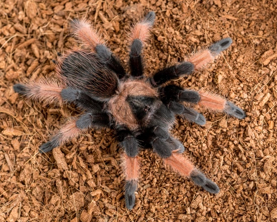 Brachypelma Emilia (Mexican Painted Red Leg) .5" Tarantula by Eight ...