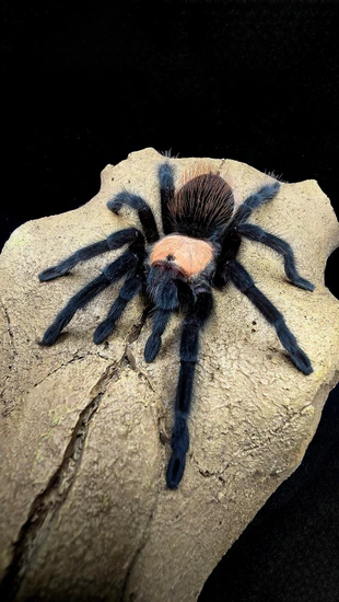 Brachypelma Albiceps (Mexican Golden Red Rump) 1.5" Tarantula by Eight ...