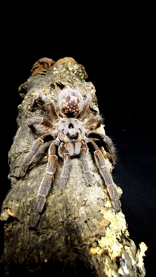 Ceratogyrus Sanderi (Namibian Horned Baboon) .5" Tarantula by Eight ...
