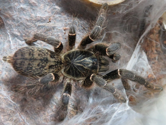Ceratogyrus Meridionalis (Zimbabwe Grey) .5" Tarantula by Eight Deadly ...