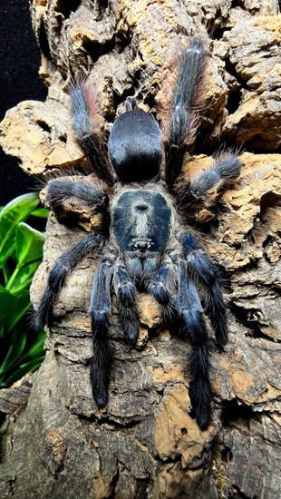 Tapinauchenius Plumipes (Purple Tree Spider) .5" Tarantula by Eight ...