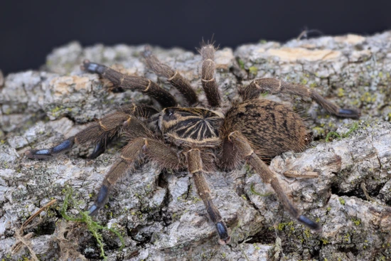 Idiothele Mira (Blue Foot Baboon) .5" Tarantula by Eight Deadly Sins LLC