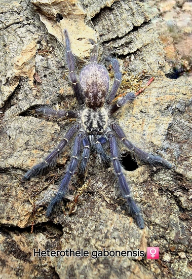 Heterothele Gabonensis (Gabon Blue Dwarf) .25" Tarantula by Eight ...