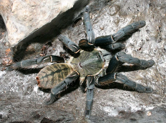 Cyriopagopus Hainanus (Chinese Giant Earth Tiger) .75" Tarantula by ...