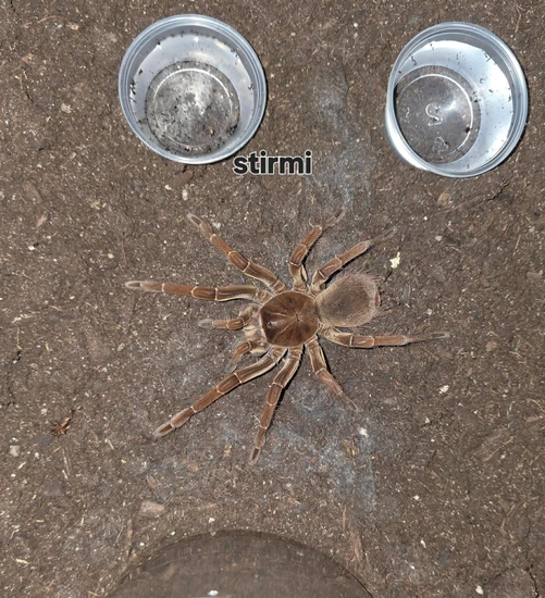 Theraphosa Stirmi (Burgundy Goliath Birdeater) 5" FEMALE Tarantula by ...